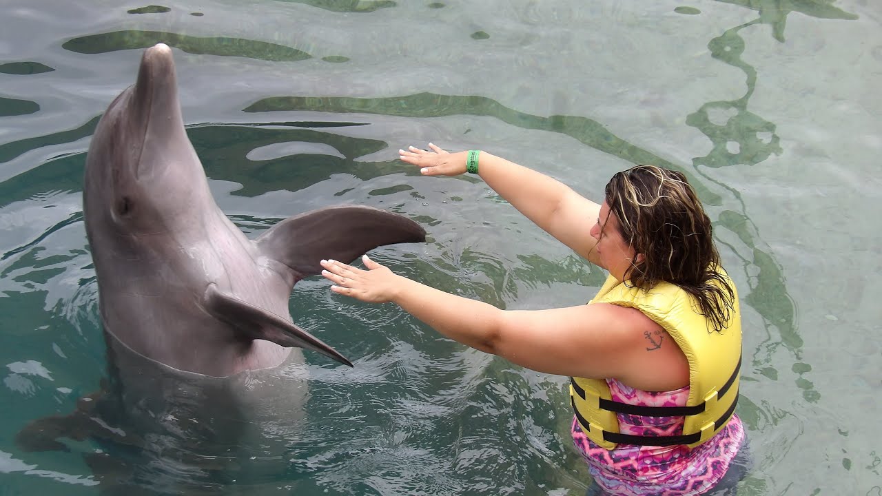 Swimming With Dolphins Cozumel Mexico | DOLPHINARIS - YouTube