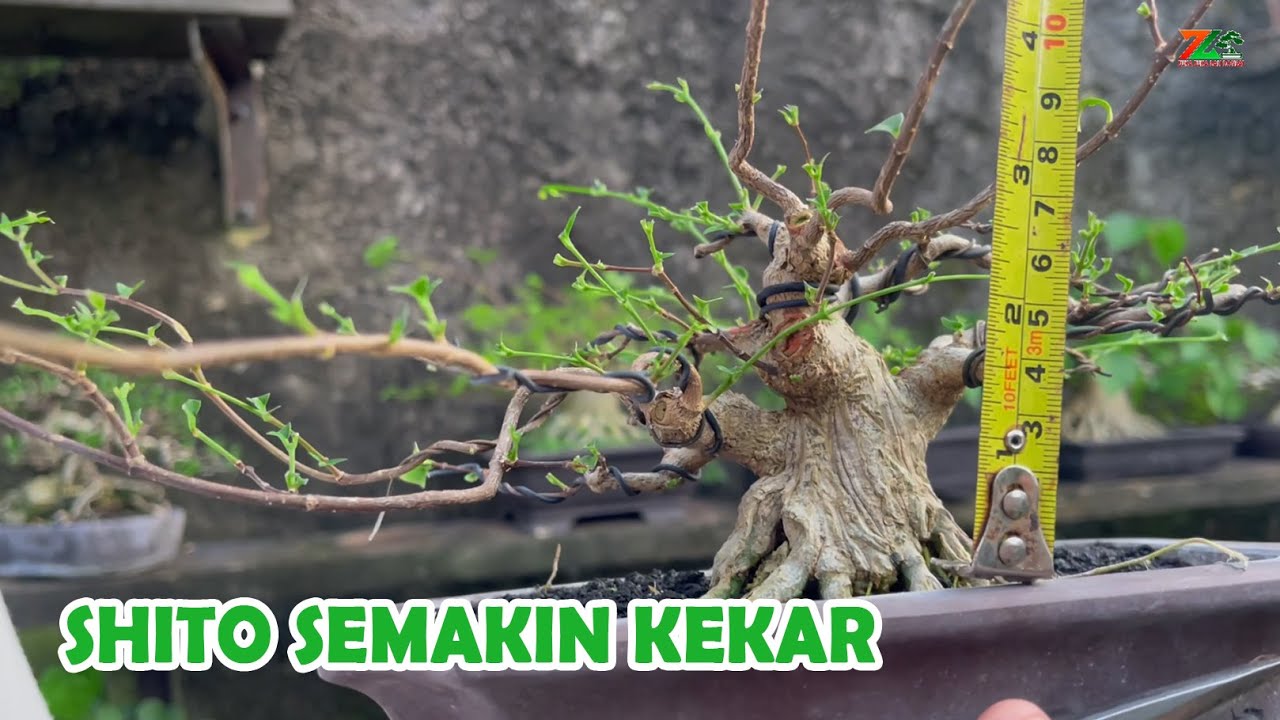 BUAT SHITO, AGAR POHONMU CEPAT LAKU TERJUAL - YouTube