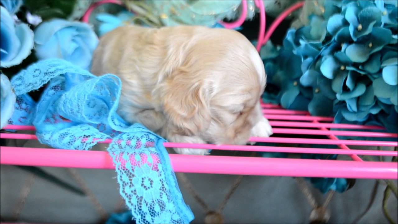 Ellie AKC Female Silver Buff Cocker Spaniel Puppy for sale - YouTube