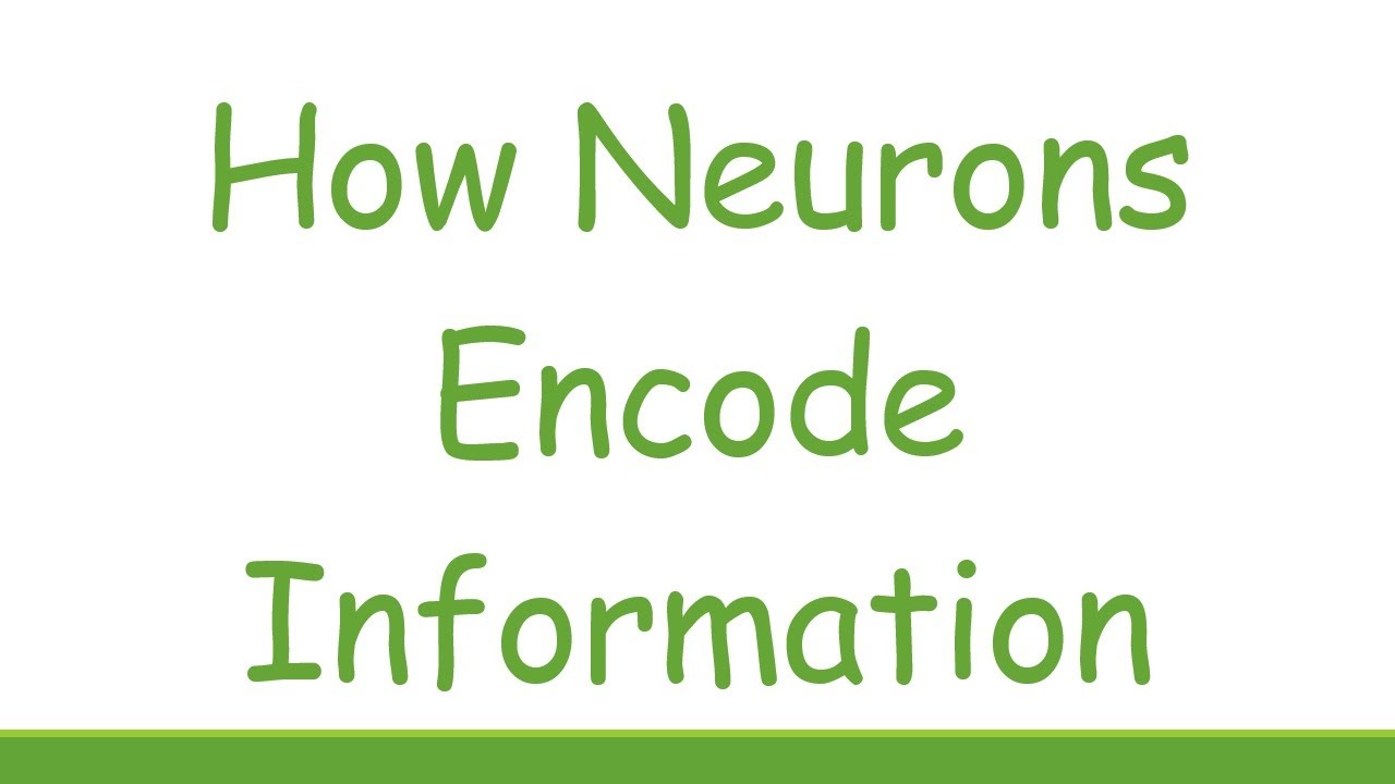 How Neurons Encode Information - YouTube