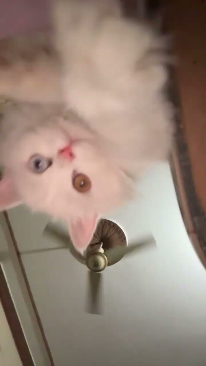 little kitten doing peeky boo!🤣 ️ - YouTube