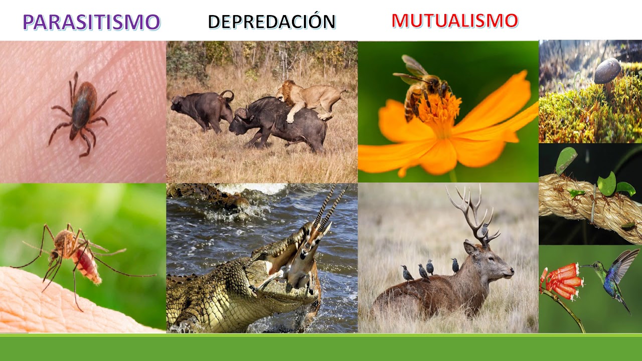 Relaciones Interespecificas Entre Los Seres Vivos Plus