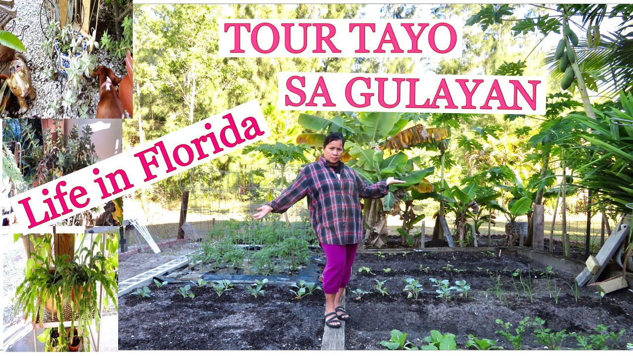 GARDEN TOUR TAYO SA GULAYAN |GARDEN PLANTS - YouTube