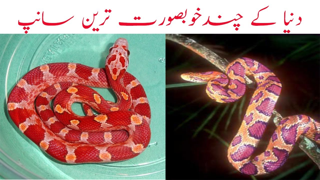 #Most Beautiful Snakes In The World #2024 #Rarest Snakes In The World ...