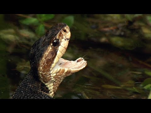 Water Moccasin 01, Venomous Snake of America - YouTube