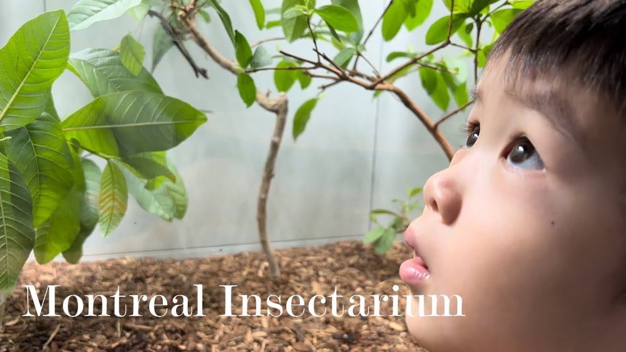 【Espace pour la Vie】Montreal Insectarium | 蒙特利尔昆虫馆 - YouTube
