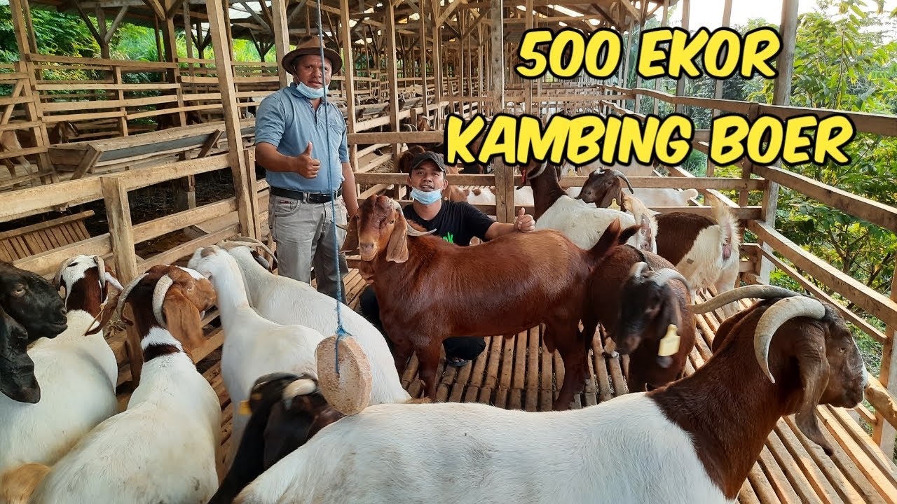 Peternakan Kambing Boer Terbesar - YouTube