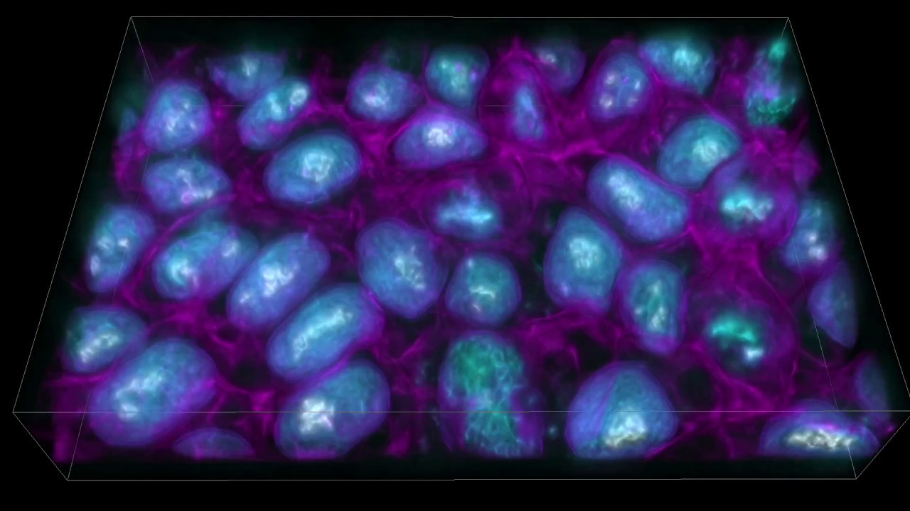 Label-free microscopy - YouTube