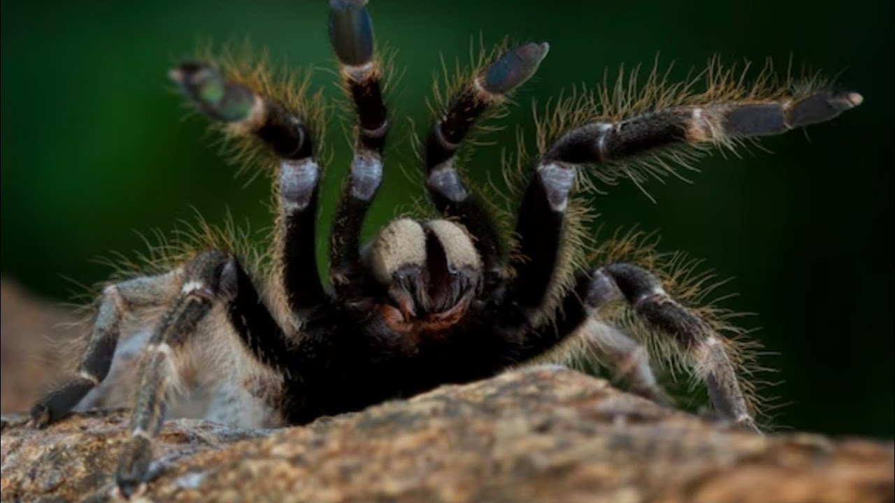 La Cacata de República Dominicana. ARAÑA GIGANTE. Big Spaider. बड़ी ...