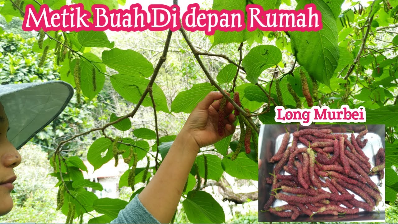 Panen buah Long Murbei di depan Rumah!!!Melimpah! - YouTube