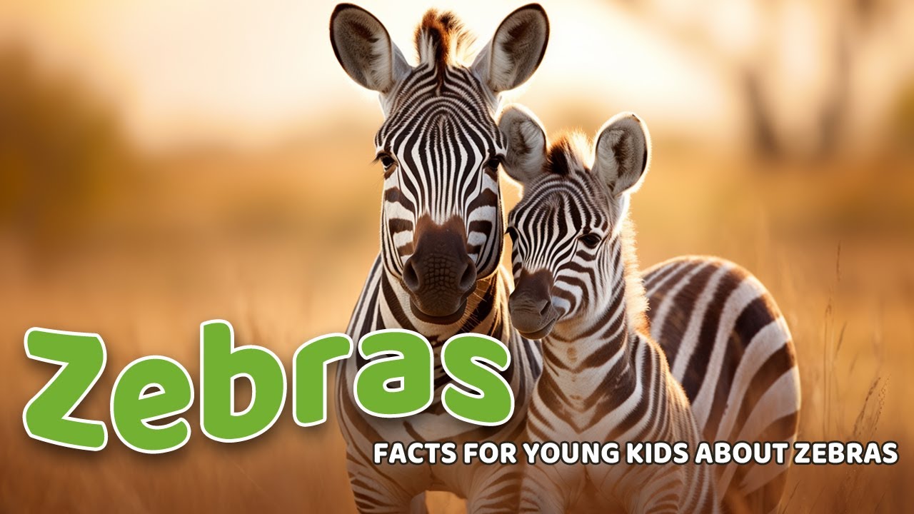 Zebras 🦓 Fun Facts for Kids and Young Explorers - YouTube