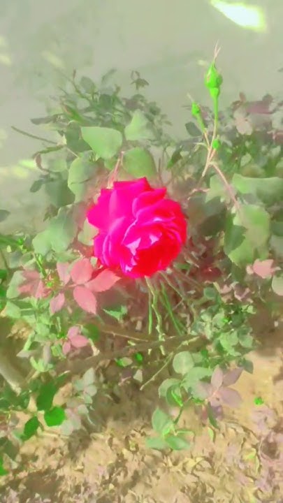 Radhe radhe dosto # mini velog# viral new velog#love - YouTube