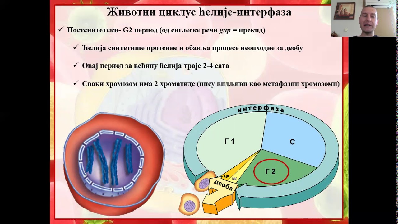 Životni ciklus ćelije - mitoza - YouTube