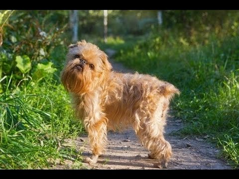 "ГувитАн" против укуса Иксодового клеща. Отзывы о применении #7. Собаки ...