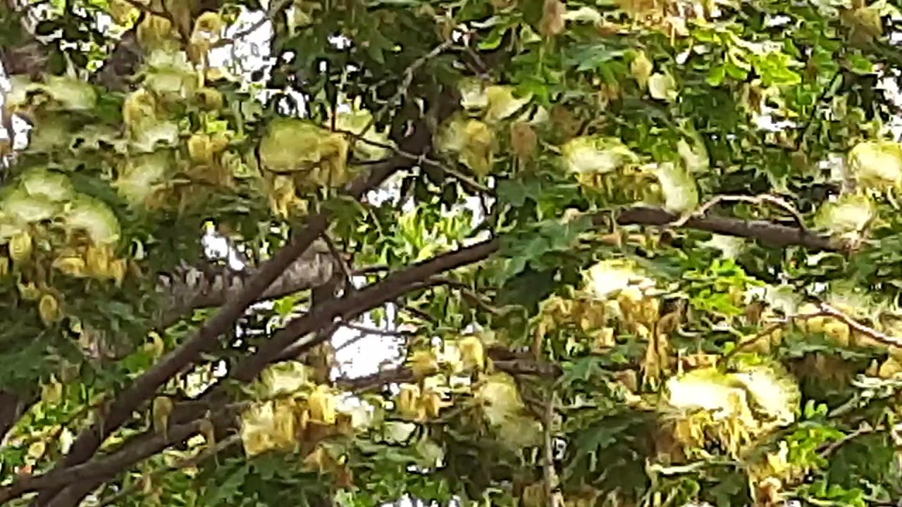 Karai tree - YouTube