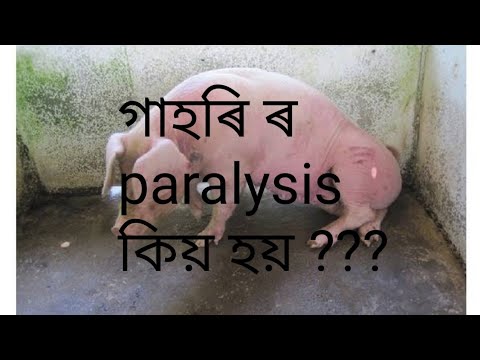 Pig paralysis medicine||pig paralysis causes||Gahori r paralysis kiya ...