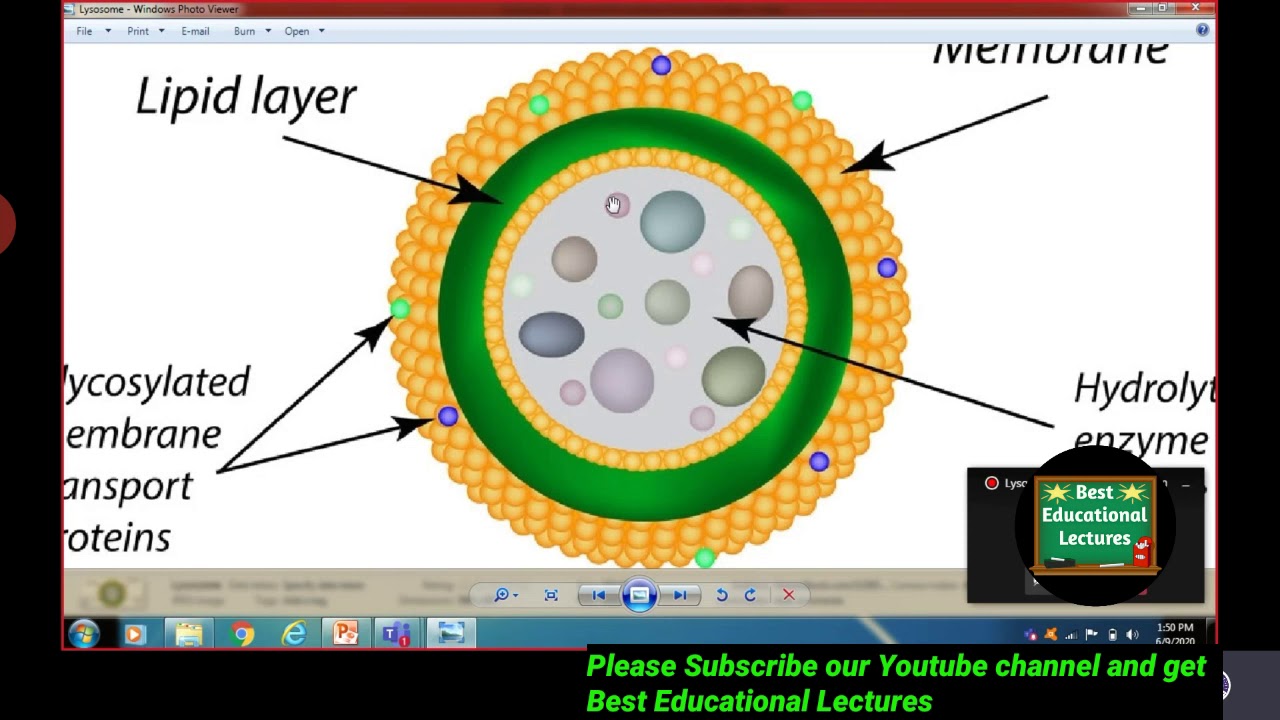 Lysosome Fully Explained || The Digestive Organelle of Cell || Lecture ...