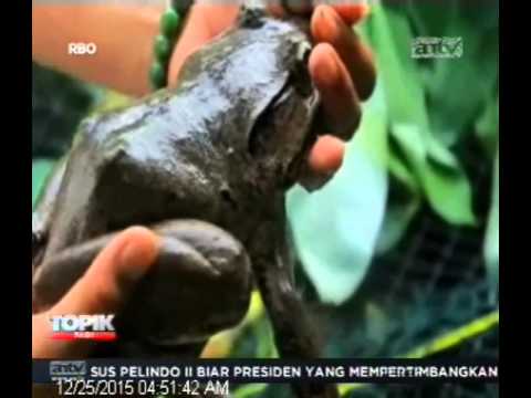 [ANTV] TOPIK KODOK RAKSASA Asli Trumon, Aceh, Diburu Untuk Bahan ...