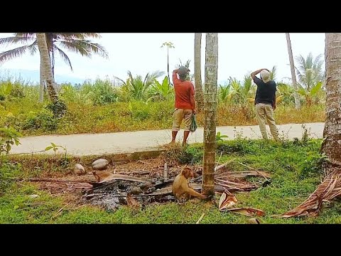 weekend getaway with monkeys picking coconuts - YouTube