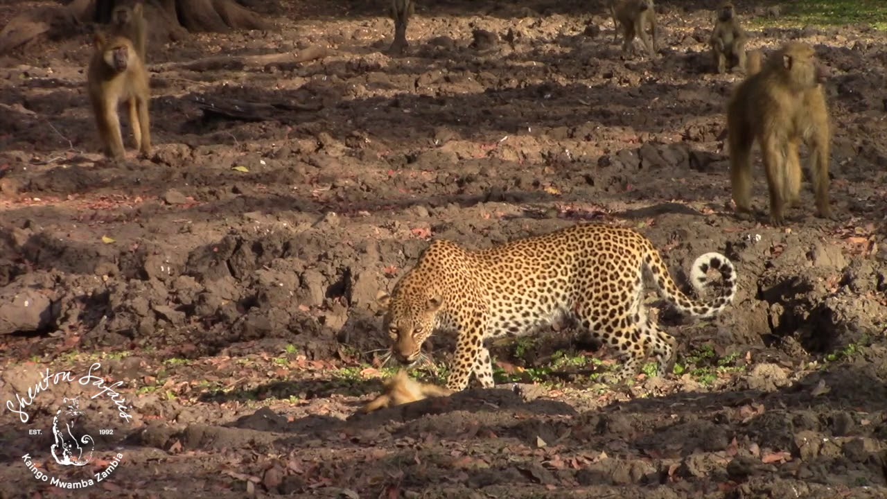 Shenton Safaris: Leopard vs. Baboon! - YouTube