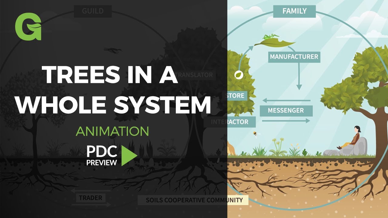 Trees in a Whole System - YouTube