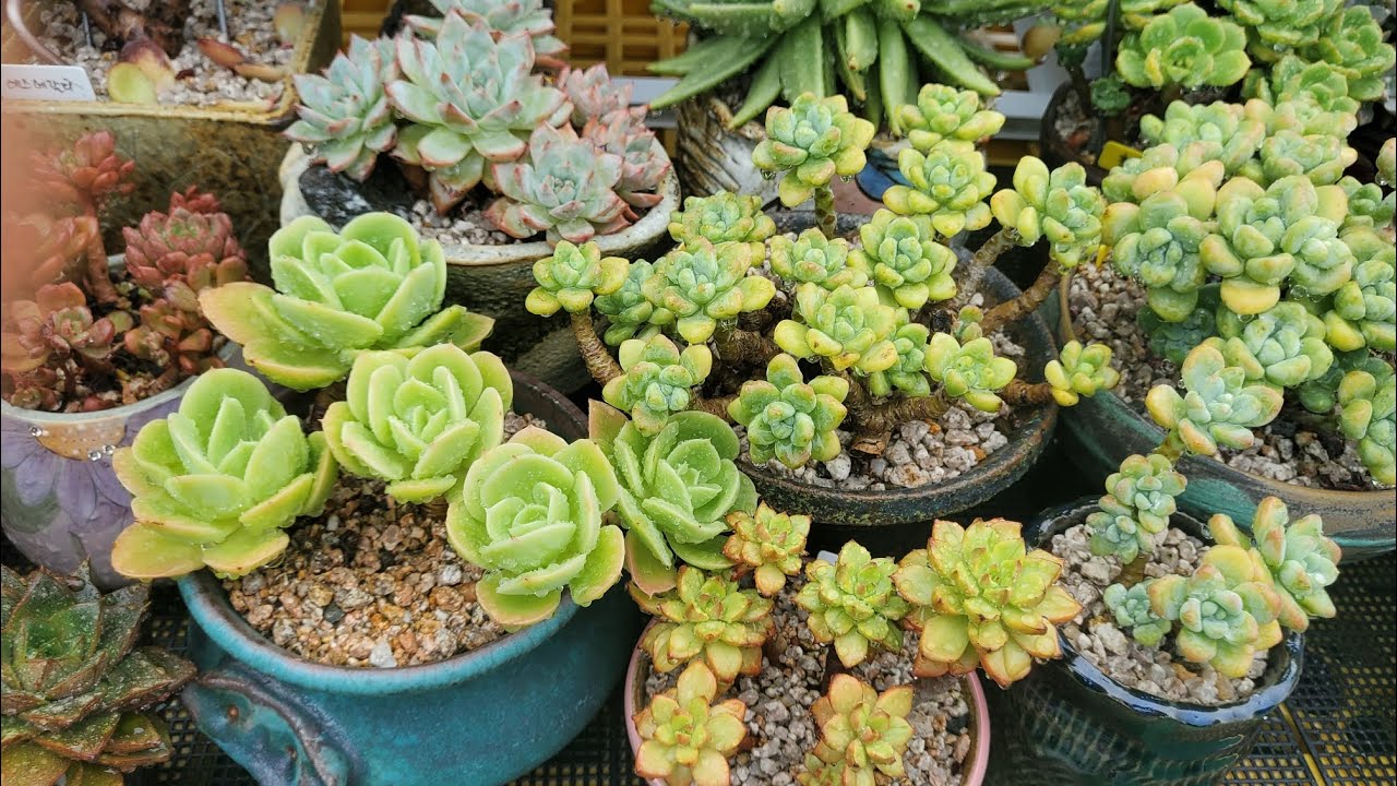 화분속 물의양 체크이틀째 많은양의 비를 맞고 빵빵해진 옥상아이들 화그 옥상으로 자리 이동 다육이키우기 옥상다육 곰팡이