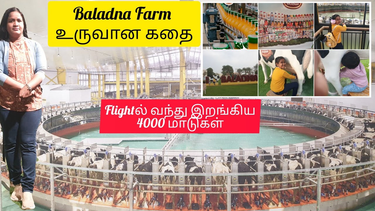 Baladna farm |Qatar dairy farm |qatar tamil vlog #exploreqatar - YouTube