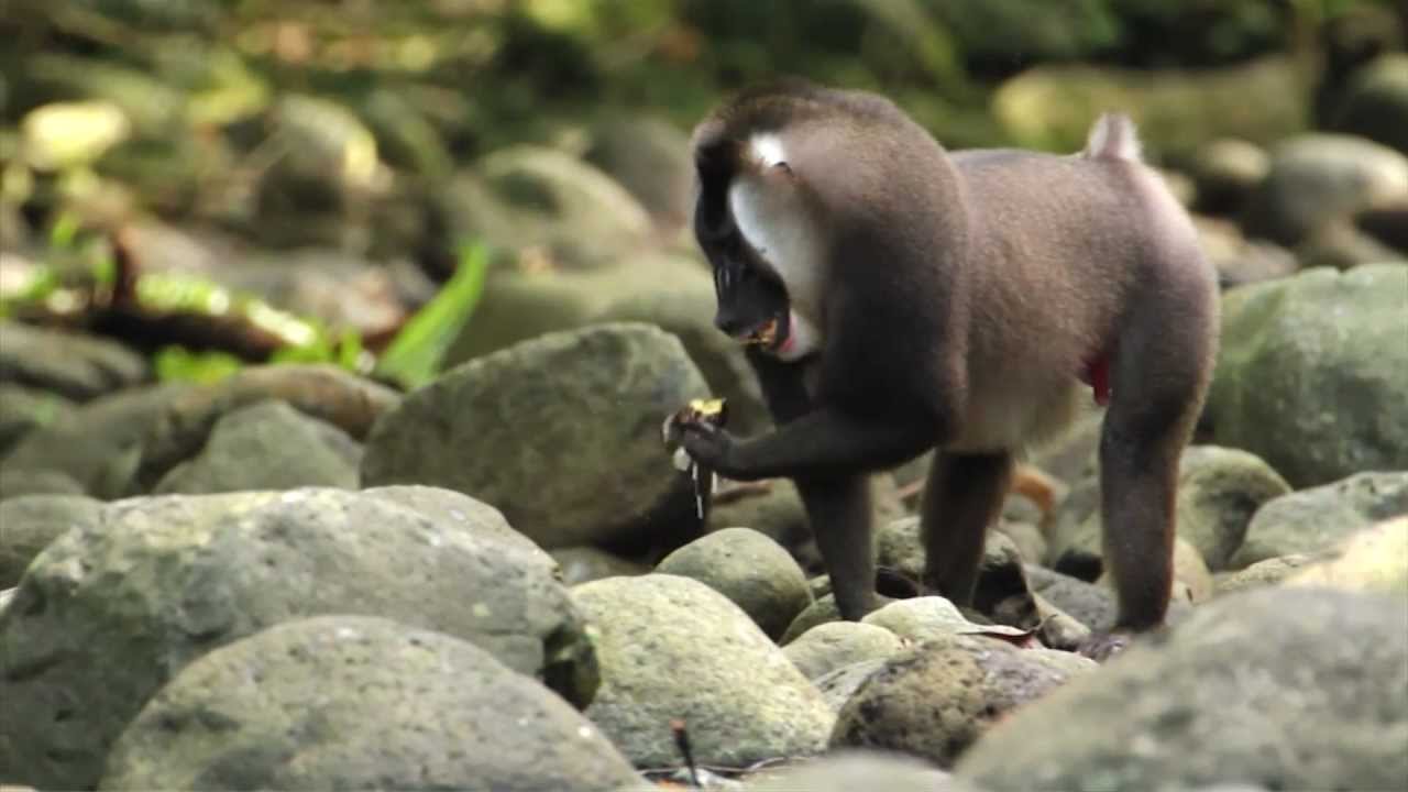 From Sea Turtles to Saving the Drill Monkey Species in Equatorial ...