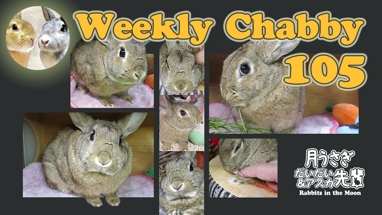 Weekly Chabby 105 - YouTube