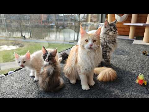 A Fun Day With Playful Kittens!