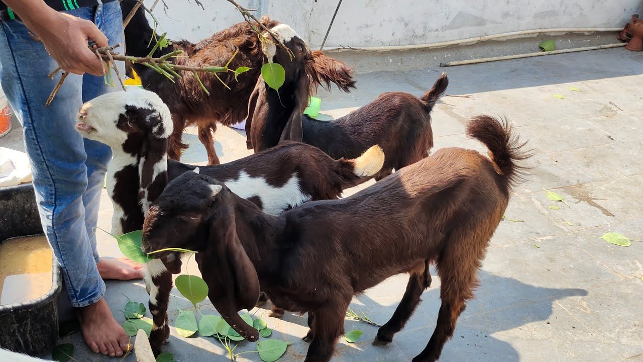 hyderabadi goat kidS in Hyderabad begum bazar at FK goat farm ...