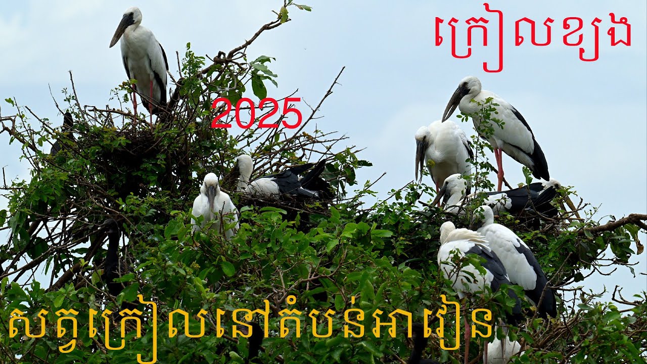 Amazing Bird Nest Discovery in the Trees! - YouTube