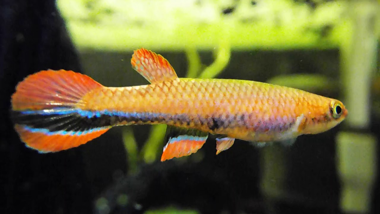 Rivulus (Laimosemion) xiphidius,seen close up. - YouTube