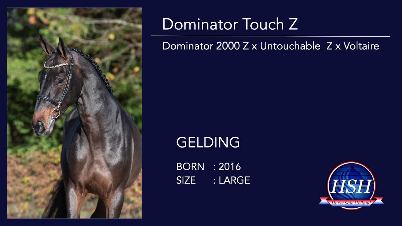 2020 walk and trot | Dominator Touch Z - YouTube