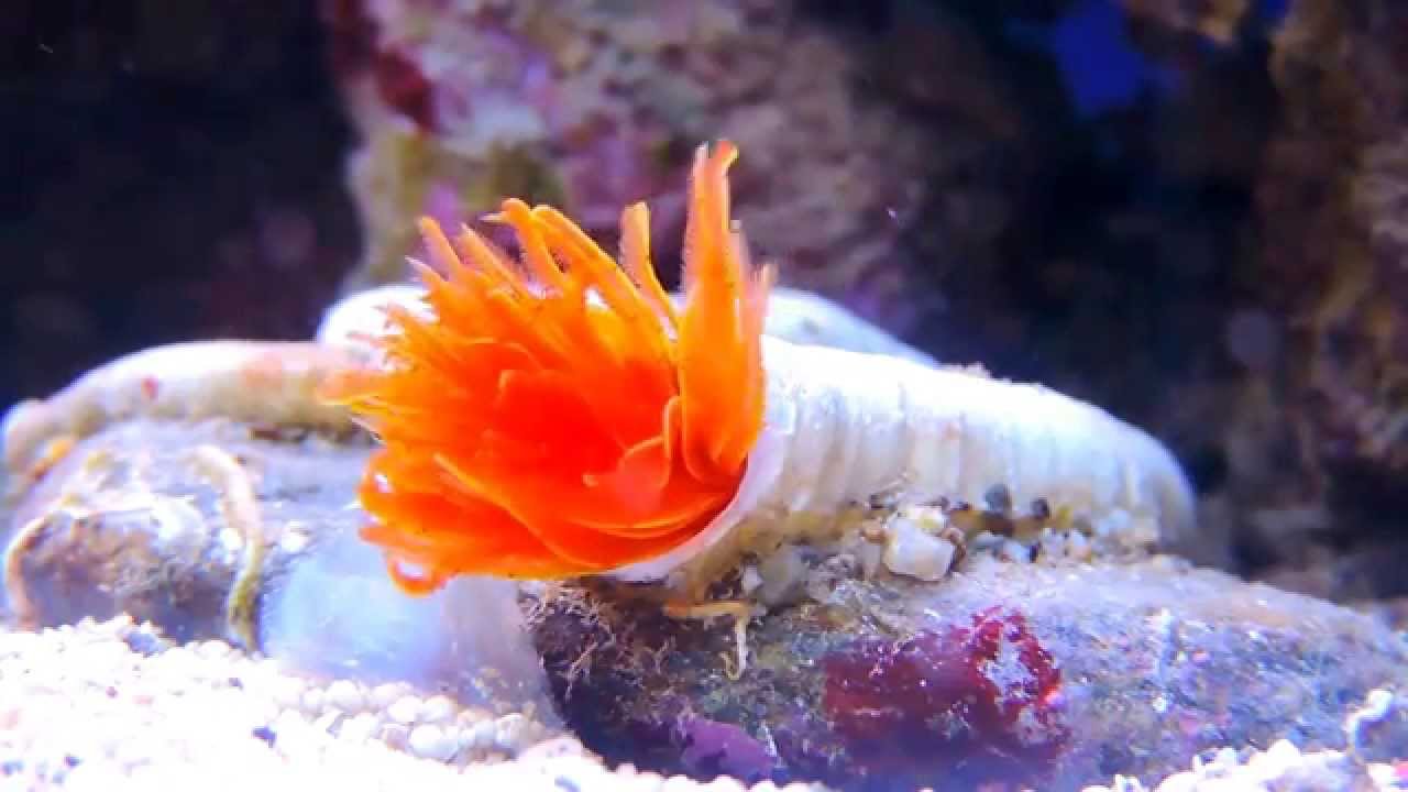 Protula - Alchetron, The Free Social Encyclopedia