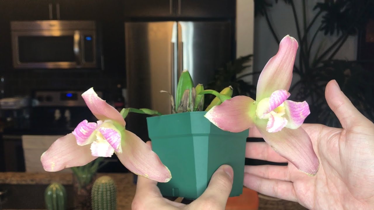Repotting My New Lycaste Balliae: Semi-Hydroponics - YouTube