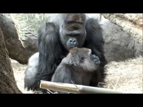 You are persistent! Gorillas mating.アンタしつこい！ゴリラの交尾。