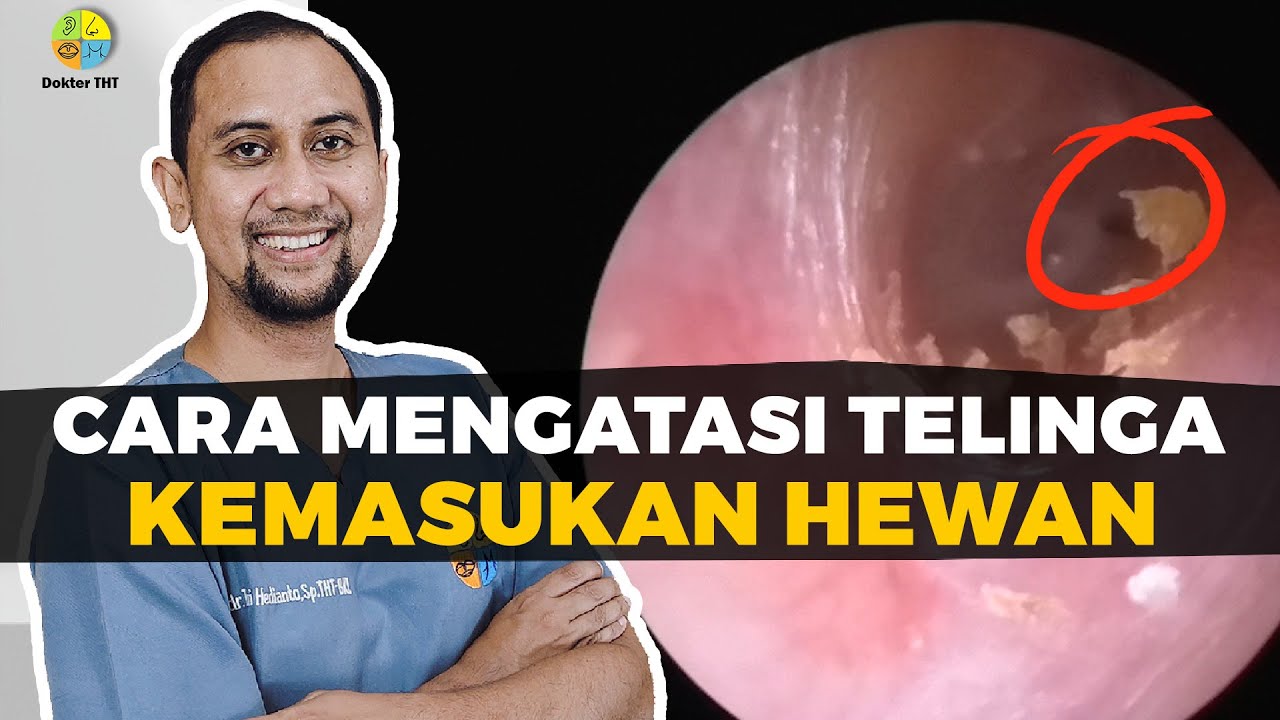 Hewan Ini Masuk Ke dalam Telinga - YouTube