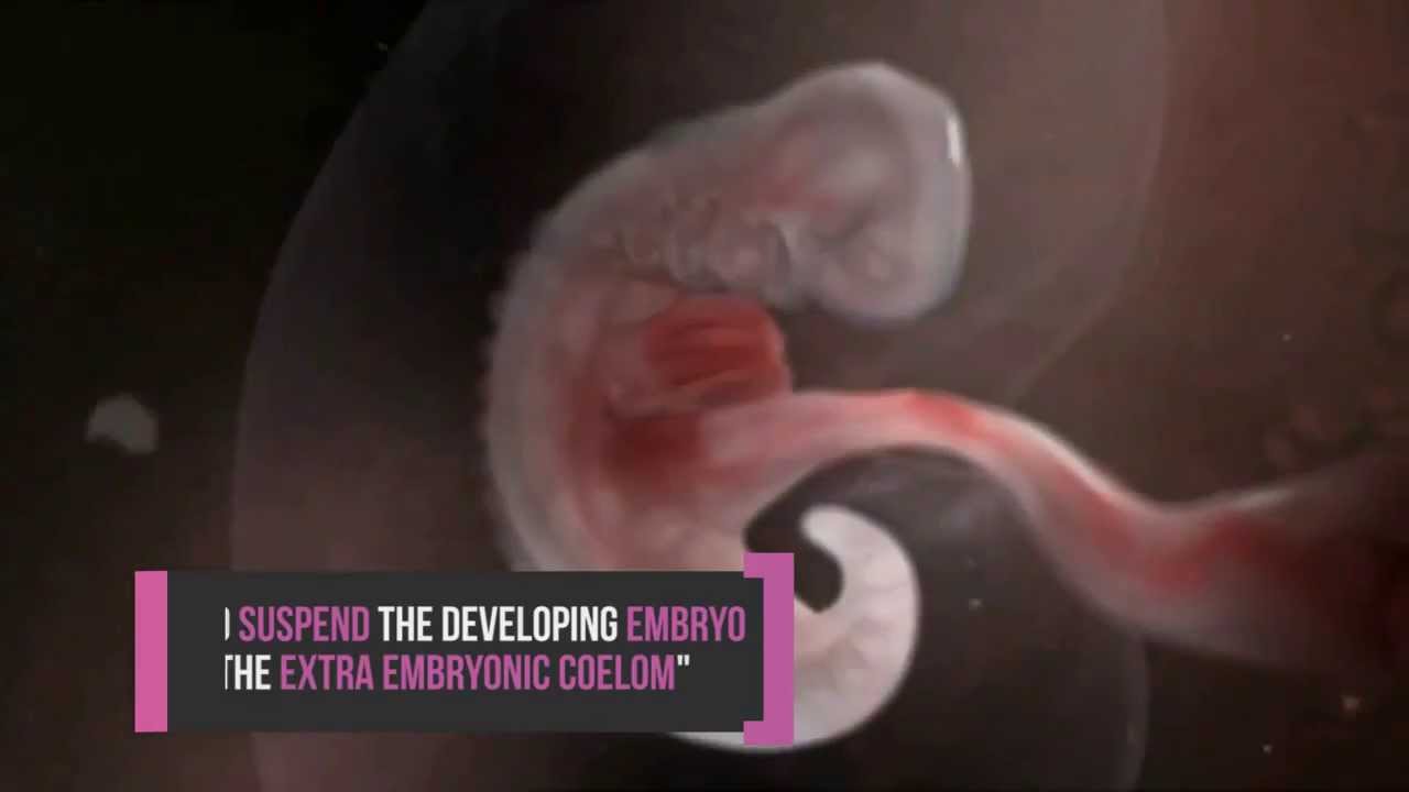 EMBRYO = LEECH | AMAZING QUR'AN MIRACLE | MINDBLOWING - YouTube