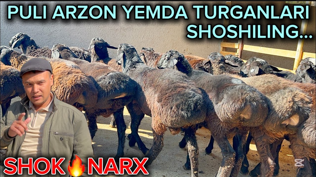 JUMANAZAR AKA YIRIK QO’CHQOR NARXINI YORVORDI SHOSHILING PULI ARZONLARI ...