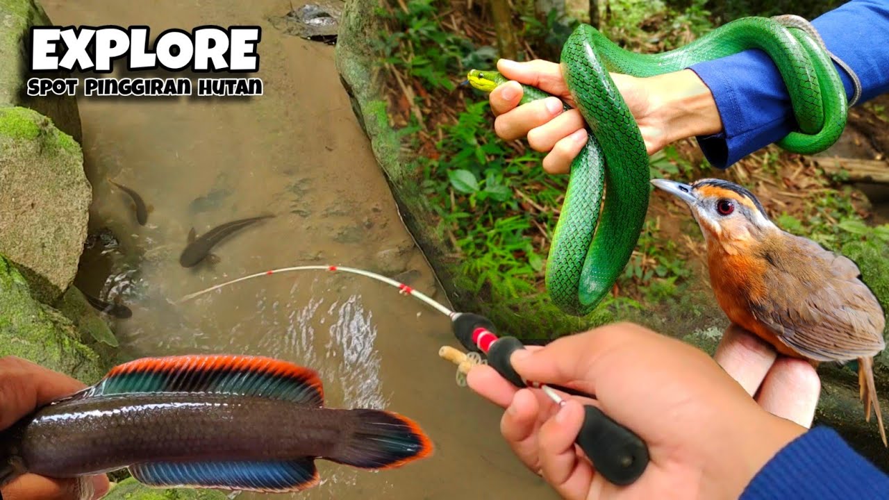 EXPLORE SPOT PINGGIRAN HUTAN - Mancing Channa Limbata, Burung Liar, Ular Semua ada - YouTube