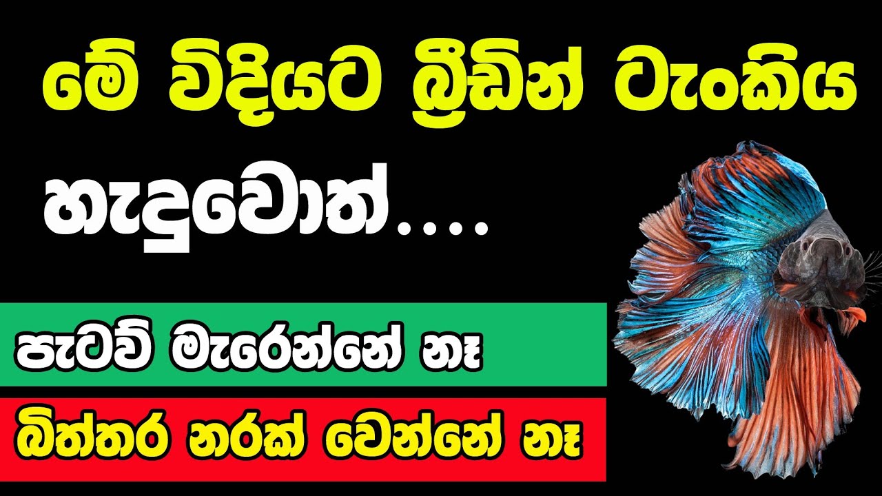 Breeding Tank Setup | බ්‍රීඩින් ටැංකිය හරියටම හදමු | Betta Fish | Betta ...