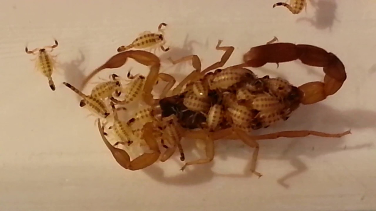 Emperor Scorpion Babies