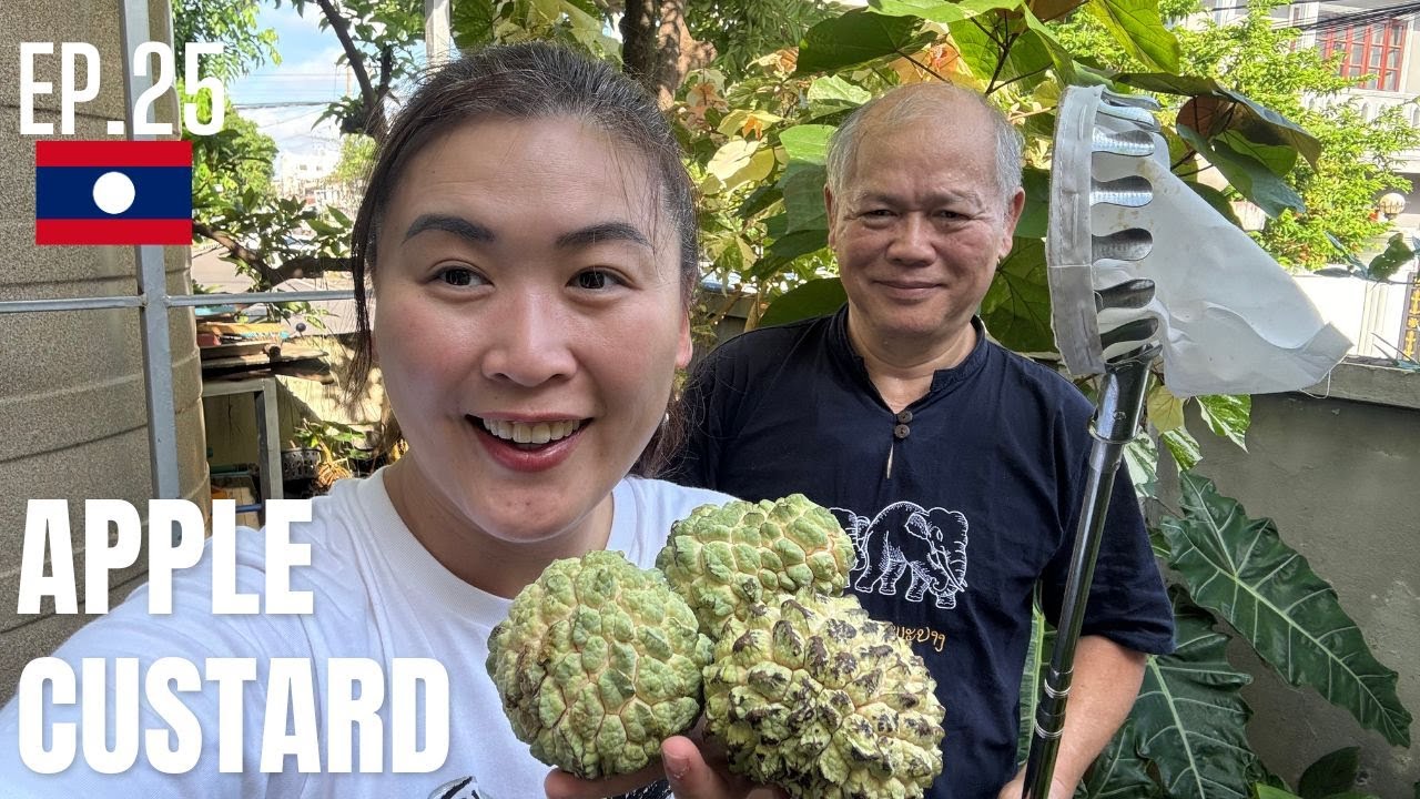 Vientiane - Picking Apple Custard with my Dad | Laos with Locals EP.25 ...