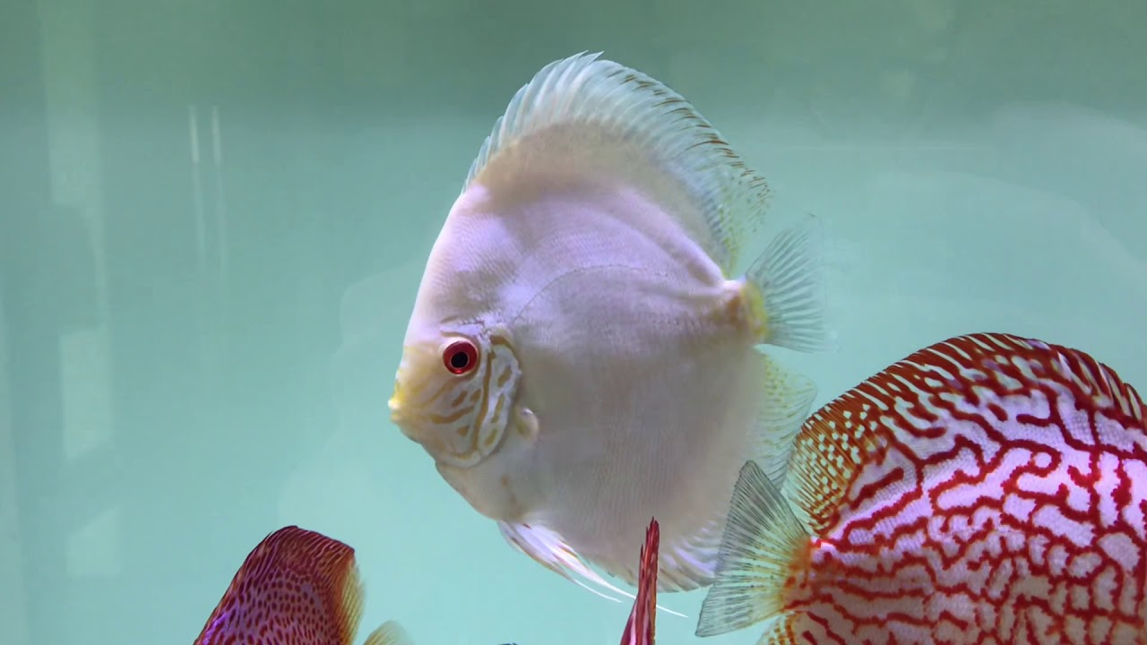 White Butterfly Discus 🦋🦋 - YouTube