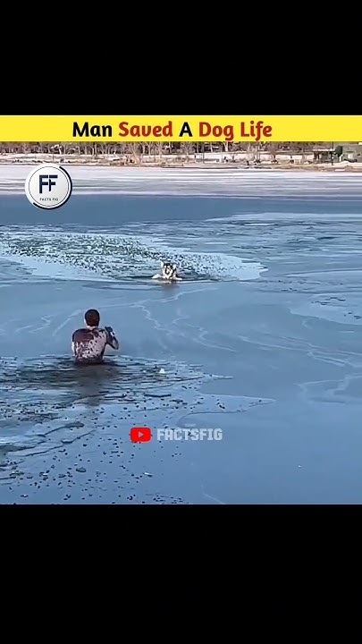 Heroic Rescue |Man Saves Dog from Frozen Lake |information |knowledge |facts - YouTube