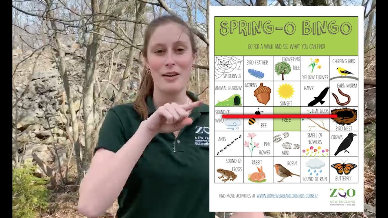 Zoo to You: Play Spring-O-Bingo - YouTube