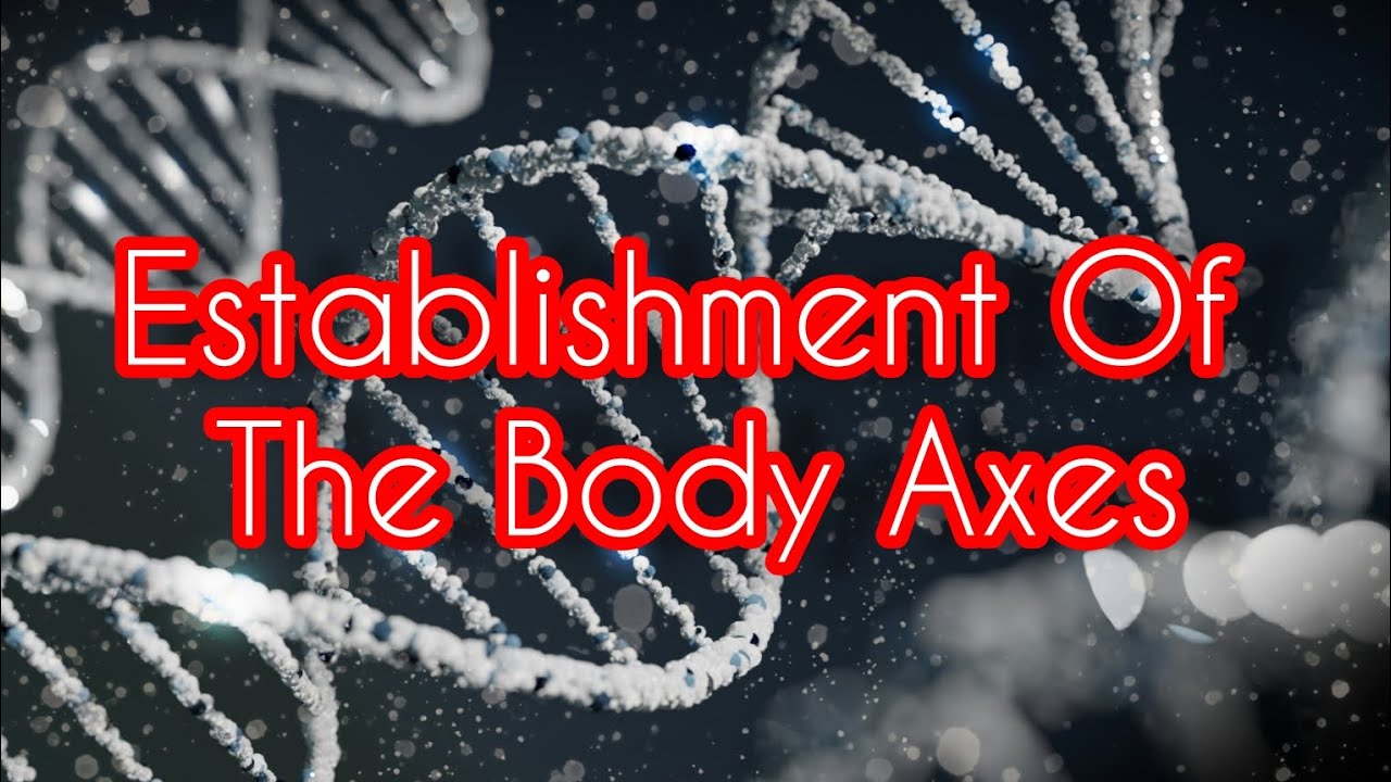 Establishment Of The Body Axes|Unlocking the Mysteries|The Blueprint of ...