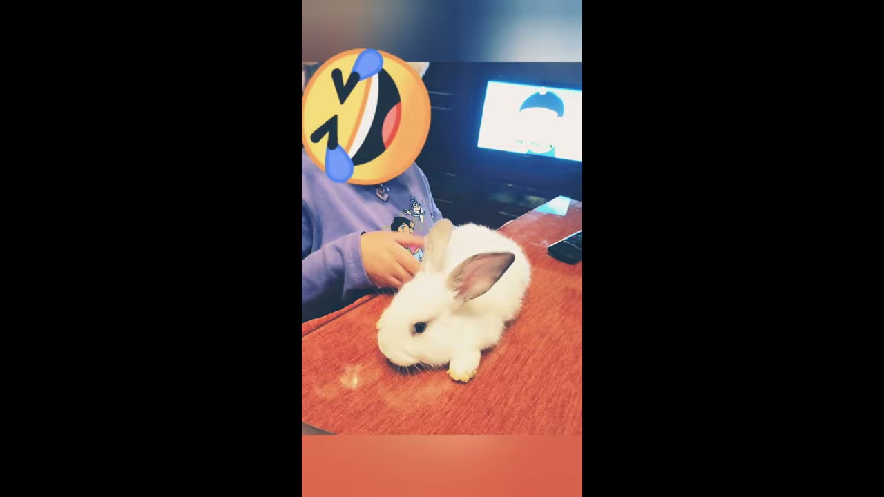 Vídeo gracioso de Conejos. El conejito bueno (copito) Vídeo musical ...