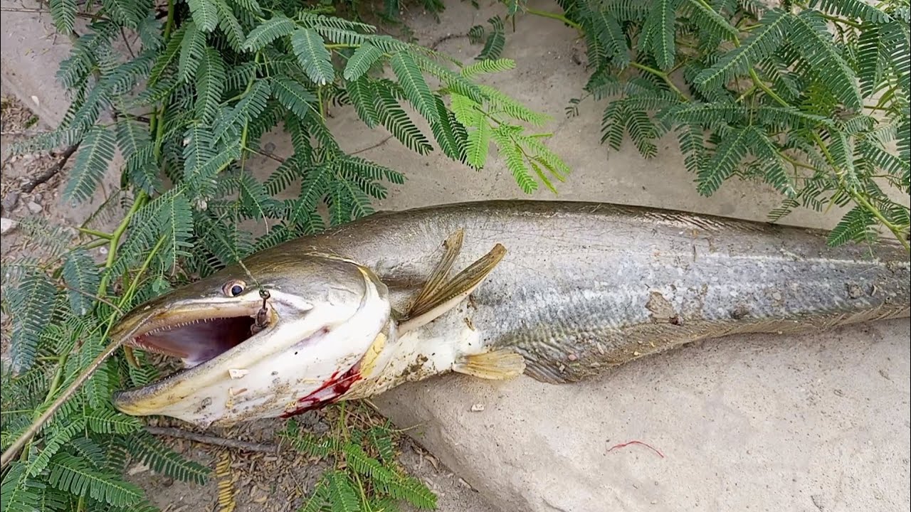 Amazing Simple Bait Wallago Fish Hunting - YouTube